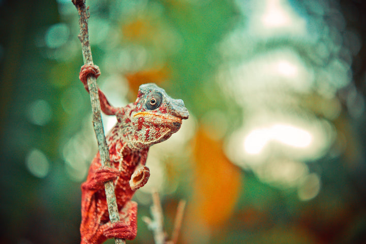 Big Sky Reptile Expos – Big Sky Reptile Expo 406