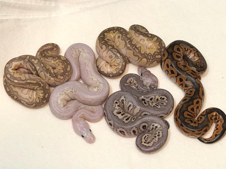 Vendors List – Big Sky Reptile Expo 406