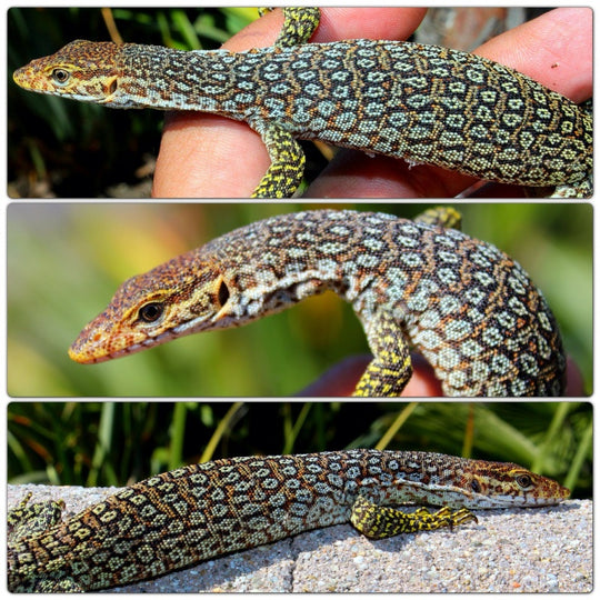 Available Animals – Big Sky Reptile Expo 406