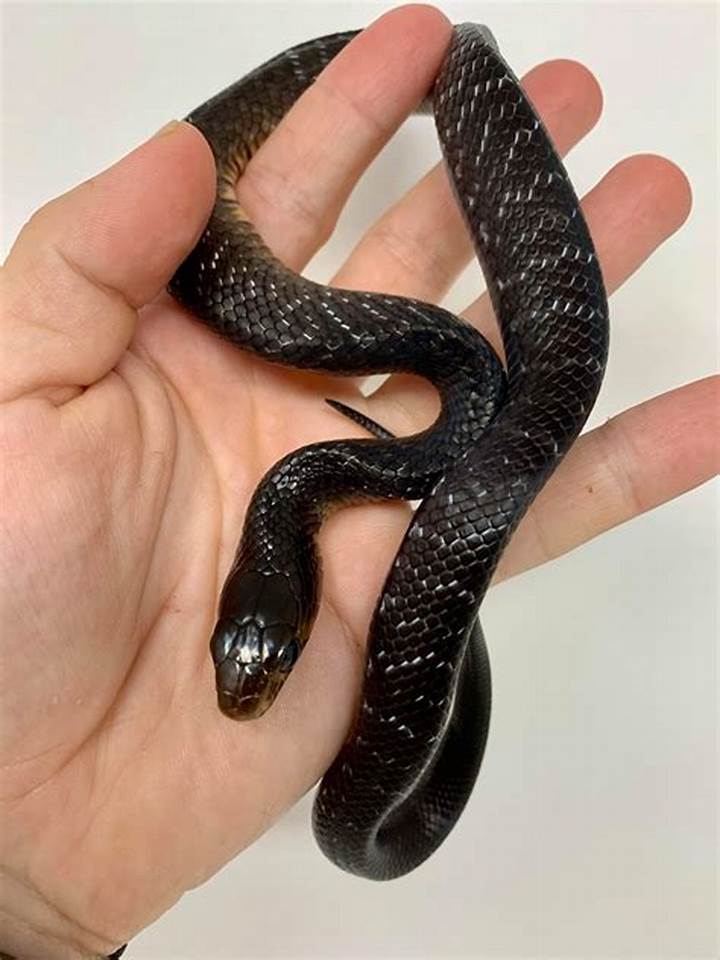 Texas Indigo Snakes (Drymarchon melanurus erebennus) – Big Sky Reptile ...