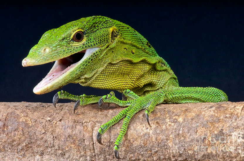 Big Sky Reptile Expos – Big Sky Reptile Expo 406